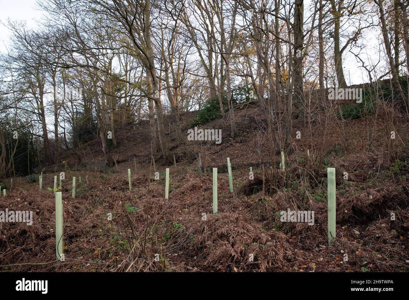 Runnymede, UK. 8th December, 2021. Young native broadleaf Memory-Trees ...