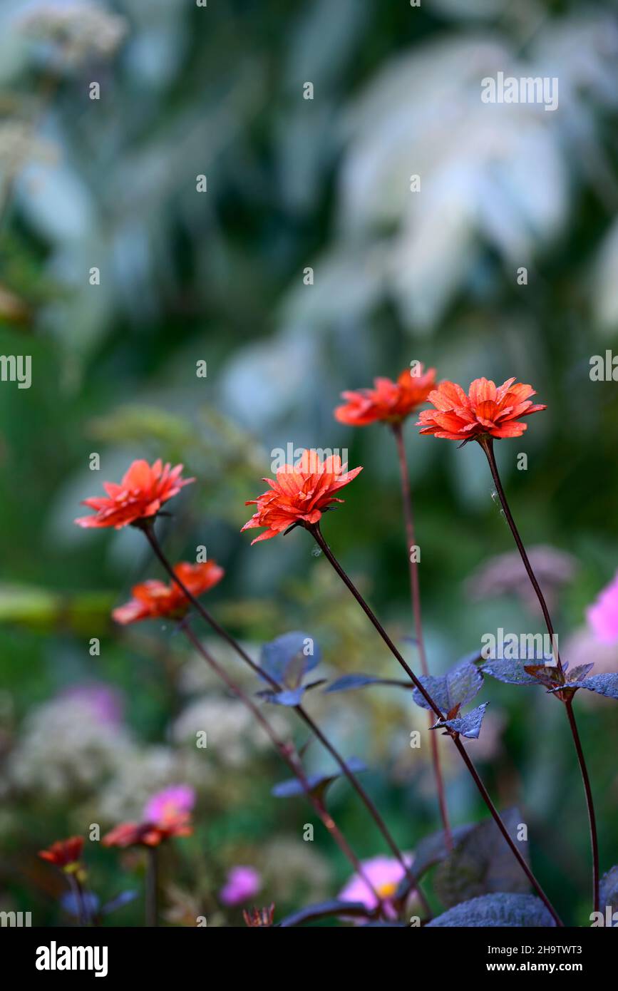 Heliopsis helianthoides var scabra Bleeding Hearts,copper,orange ...