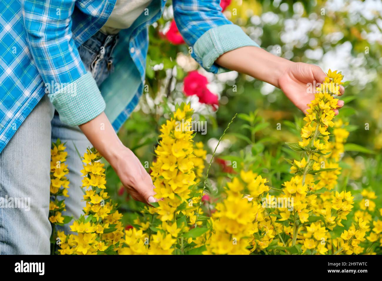 Womans hands touching yellow flowering hi-res stock photography and ...