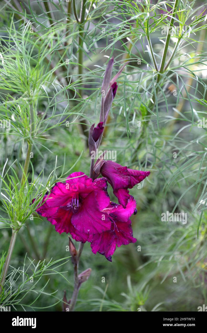 Gladiolus Sugar Plum,Gladiolus Grandiflora Sugar Plum,gladioli,large ...