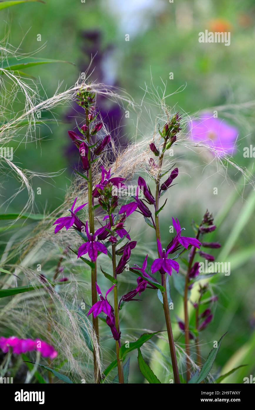 Lobelia x speciosa Tania,Stipa tenuissima Pony Tails,grass,grasses ...