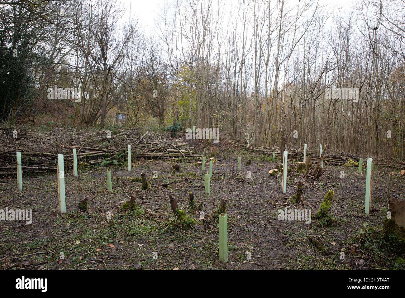 Runnymede, UK. 8th December, 2021. Young native broadleaf Memory-Trees ...