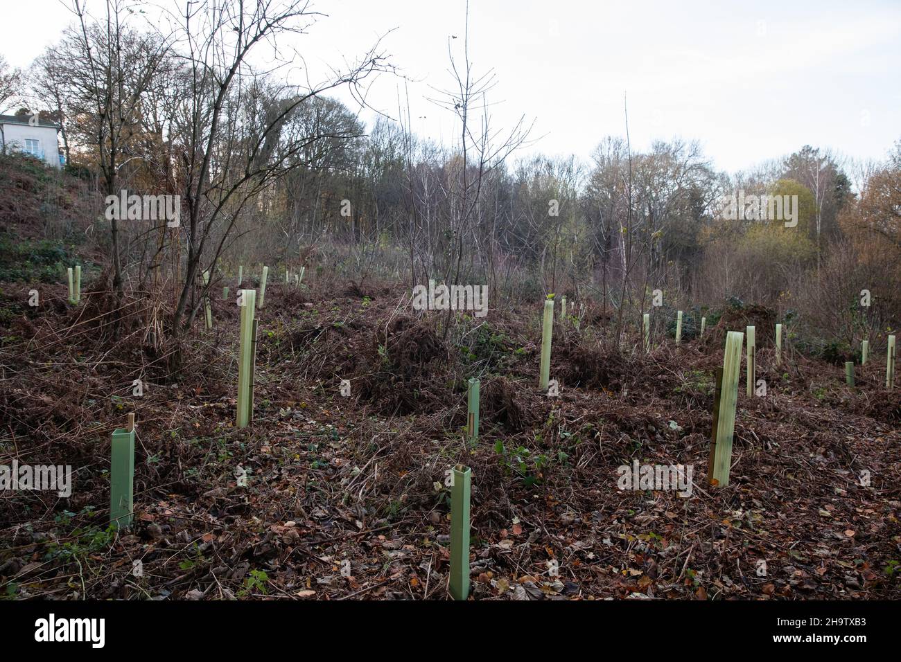 Runnymede, UK. 8th December, 2021. Young native broadleaf Memory-Trees ...