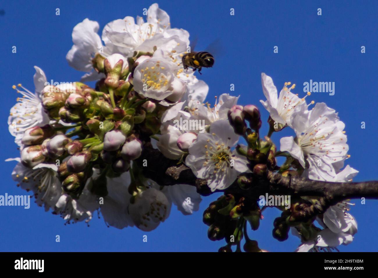 Closeup shot of a bee near a blossoming cherry tree branch with a lot ...
