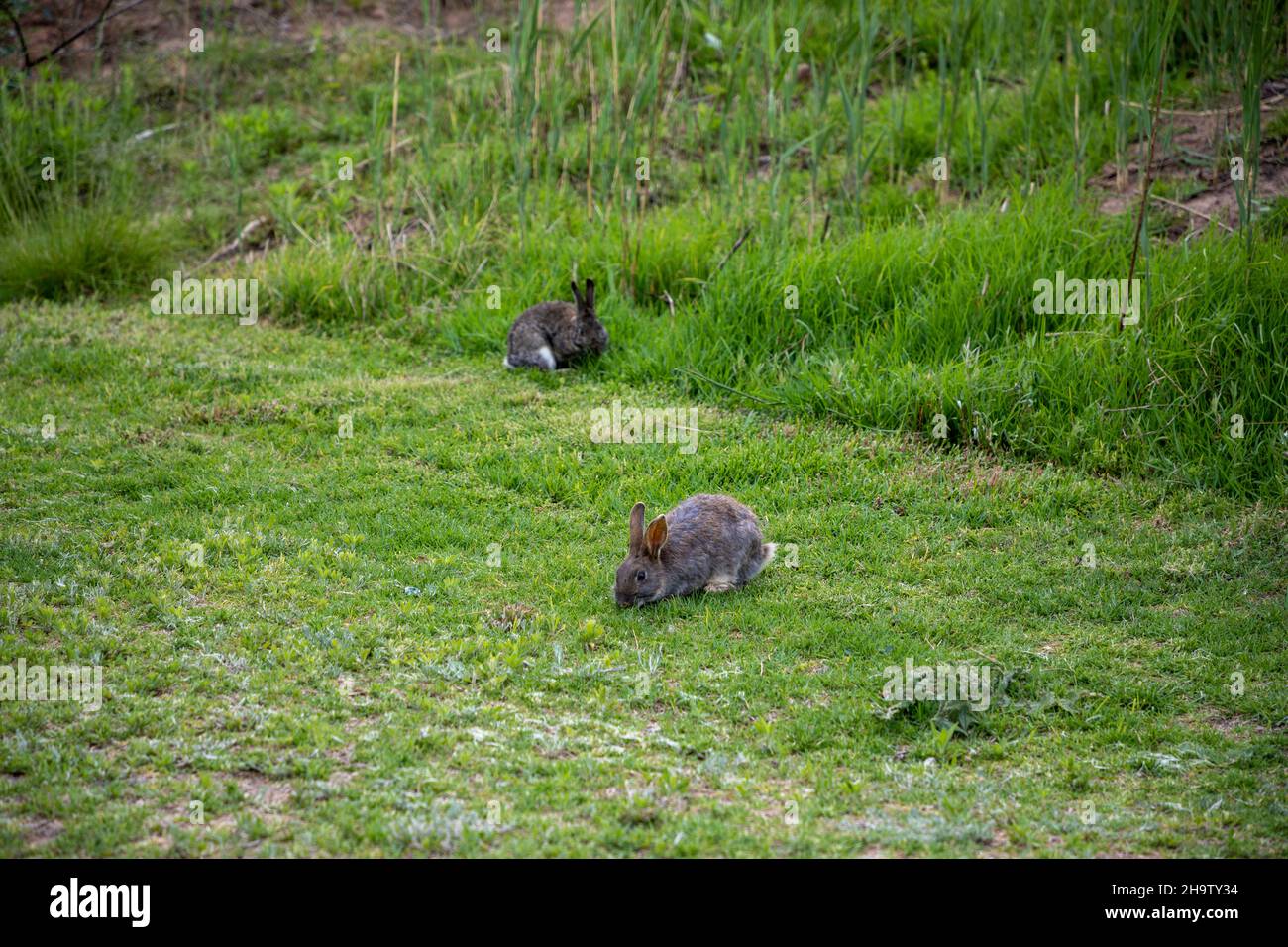 Selective focus on the front rabbit foraging for food in the gras Stock ...