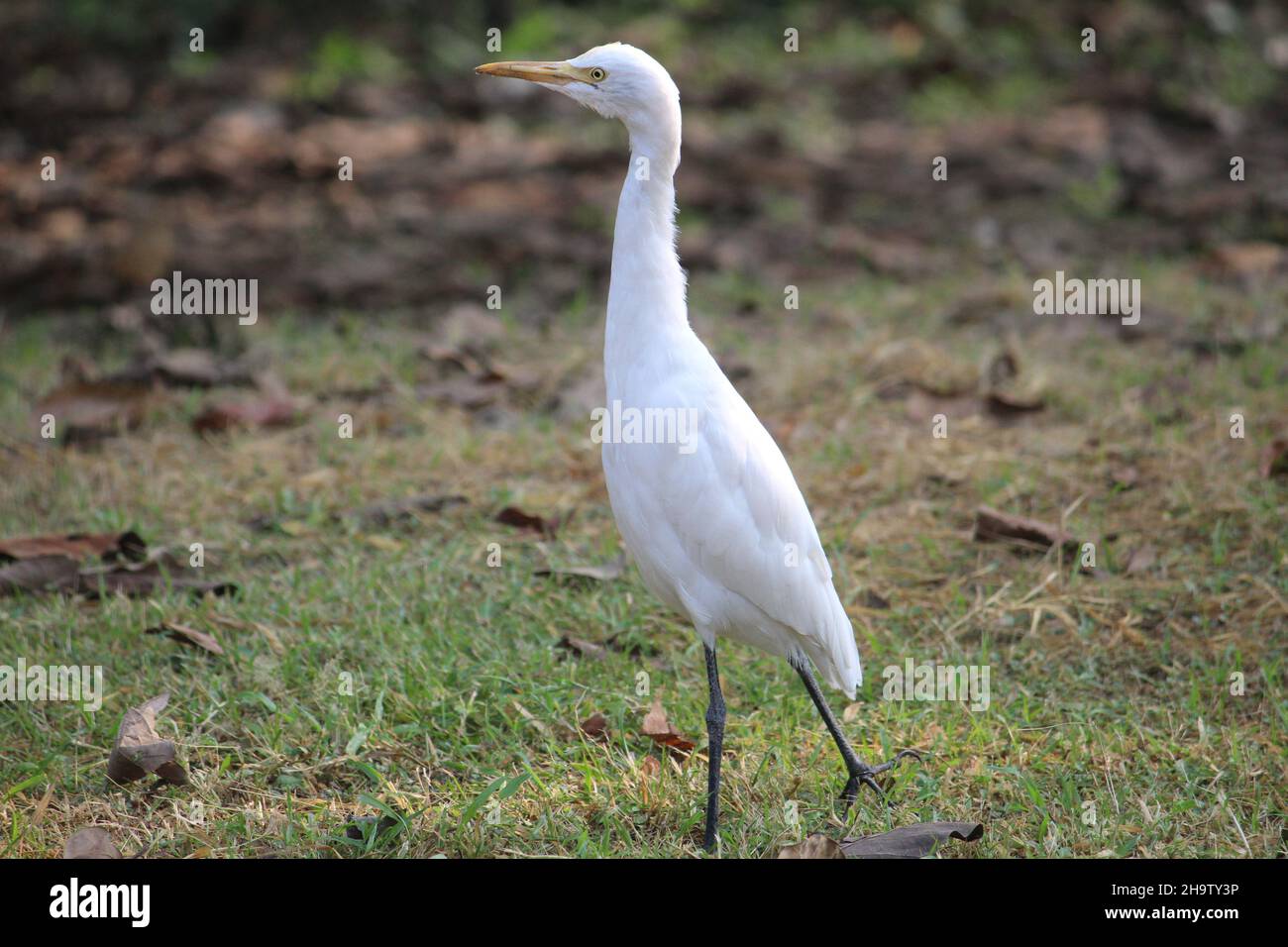 Close-up shot of a lovely white egret walking on the grassy ground with ...