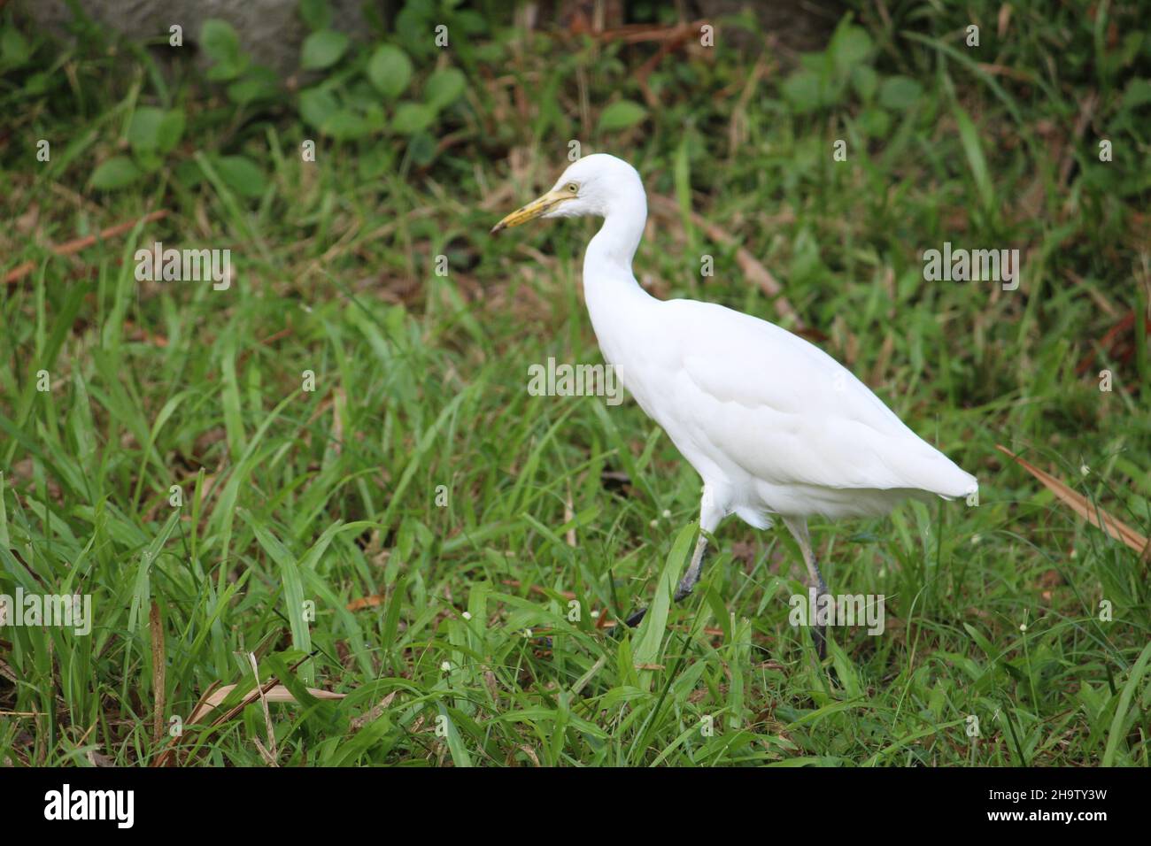 Close-up shot of a lovely white egret walking on the grassy ground ...