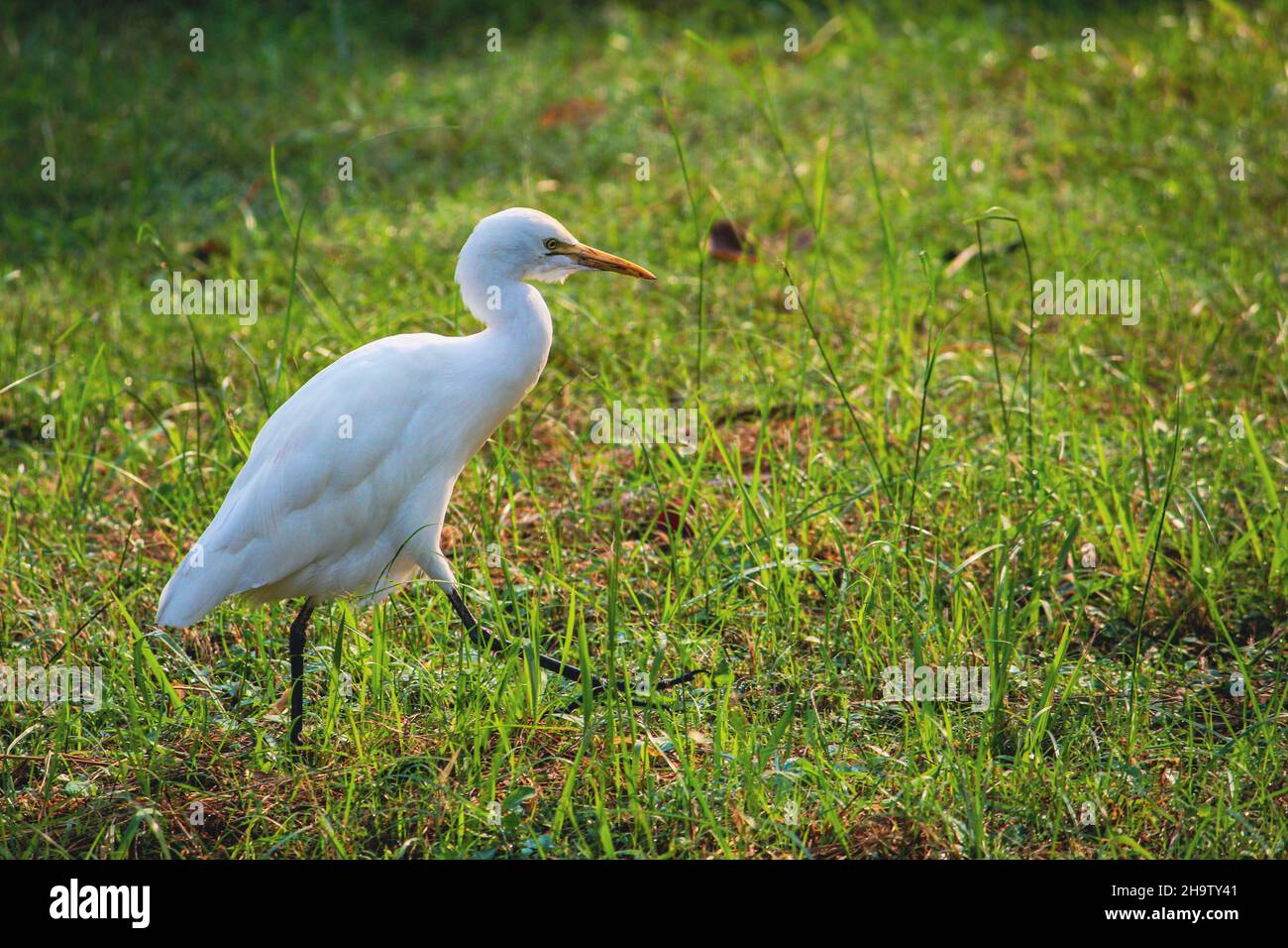 Close-up shot of a lovely white egret walking on the grassy ground on a ...