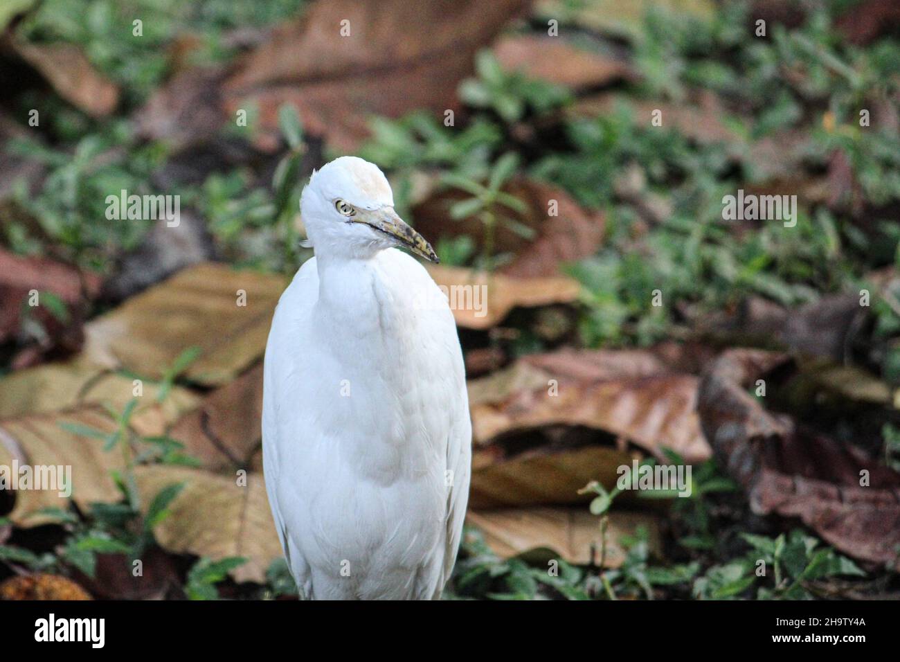 Close-up shot of a lovely white egret perched on the grassy ground with ...