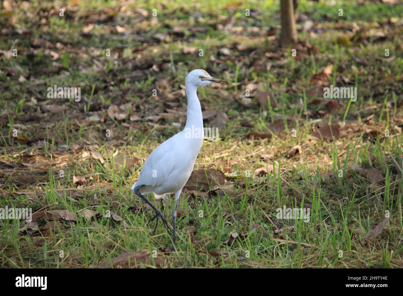 Lovely white egret walking on the grassy ground with dry fallen leaves ...