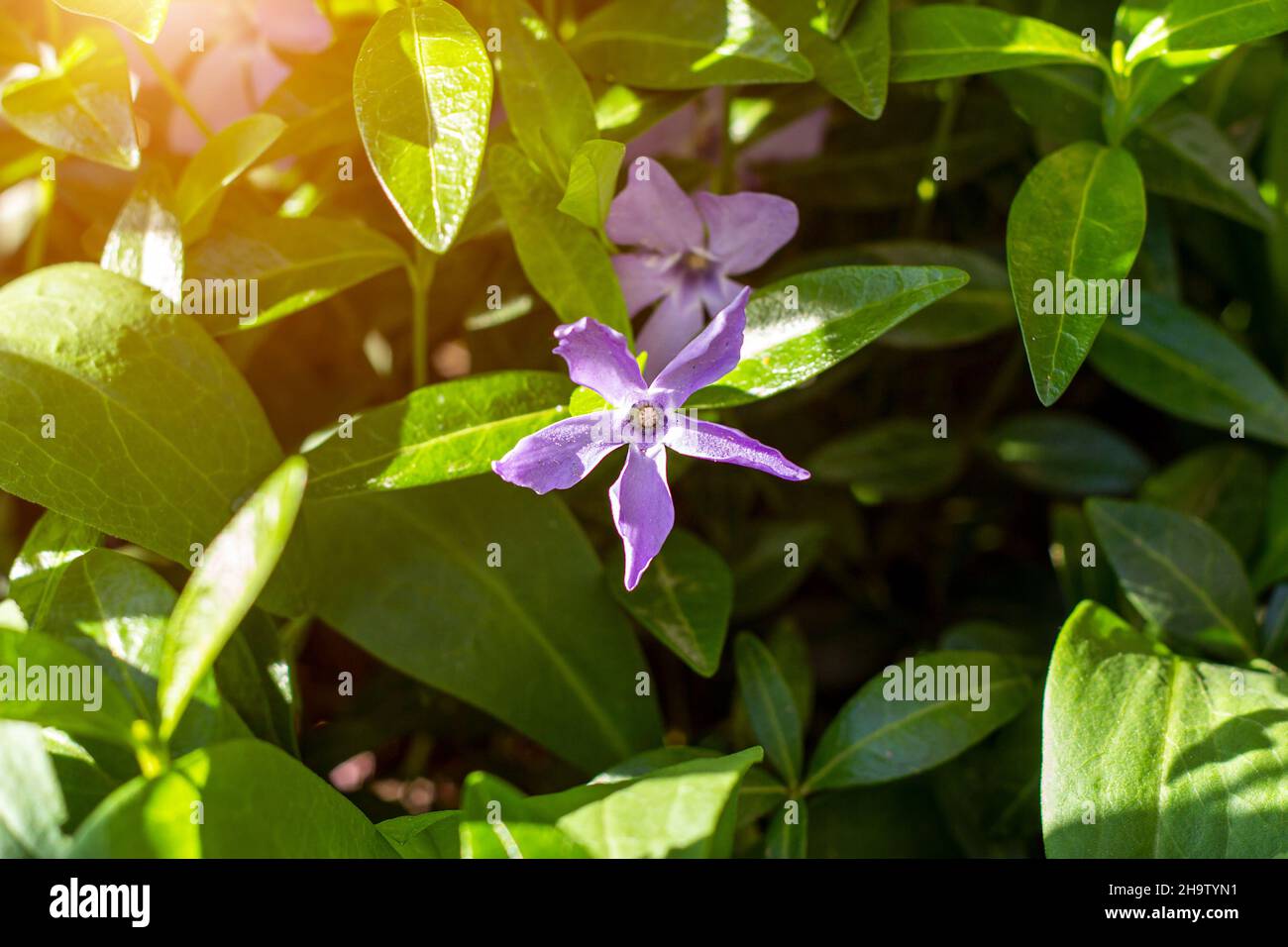 Madagascar vinca major hi-res stock photography and images - Alamy