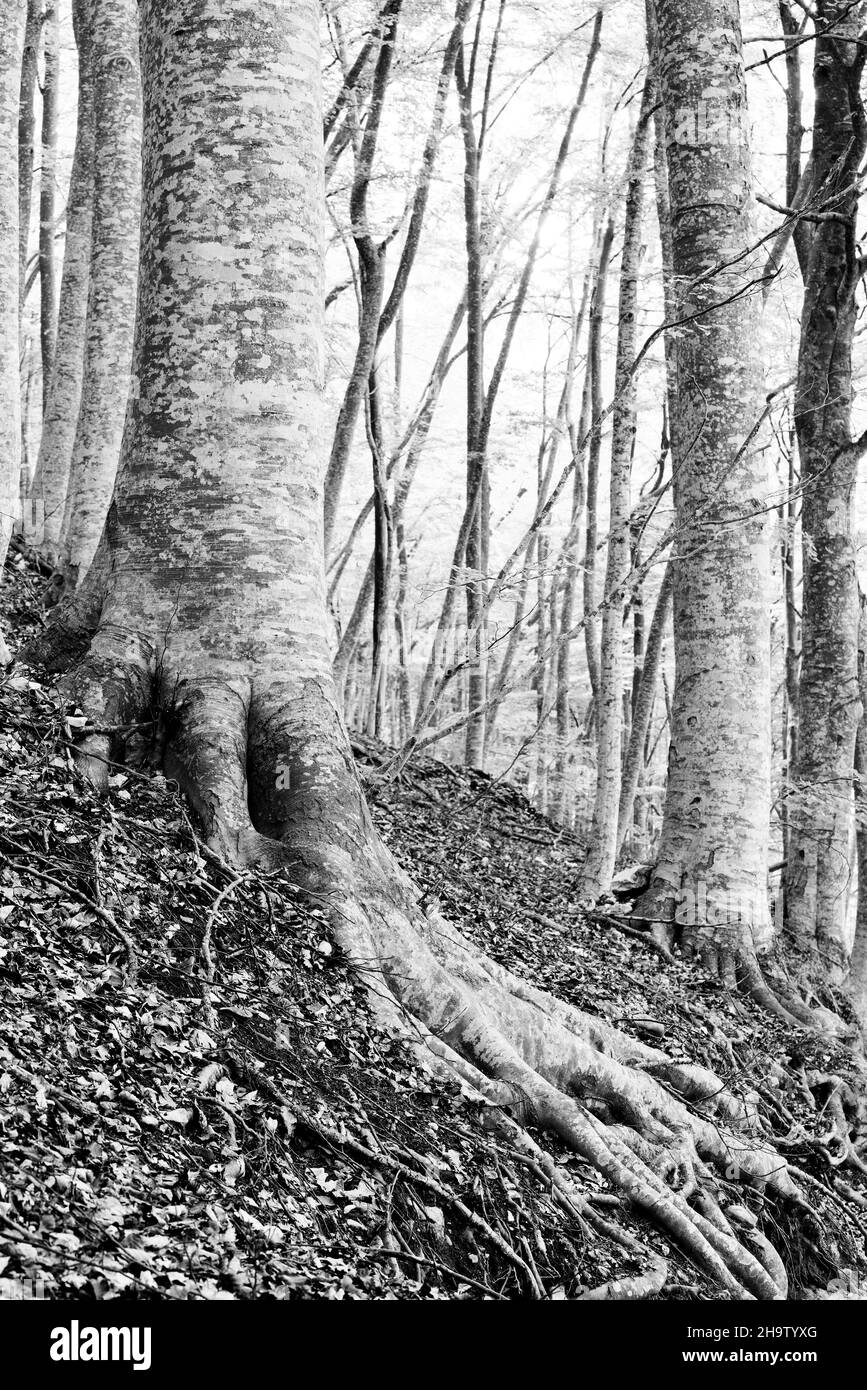 Hardwood tree trees Black and White Stock Photos & Images - Alamy