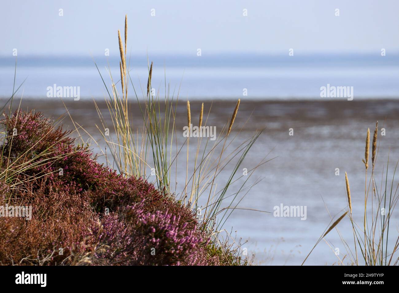 Sylt - a beautiful island in Germany Stock Photo - Alamy