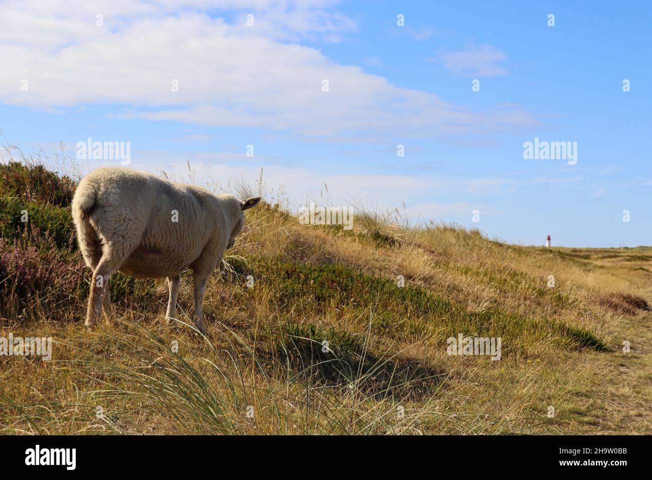 Sylt - a beautiful island in Germany Stock Photo - Alamy