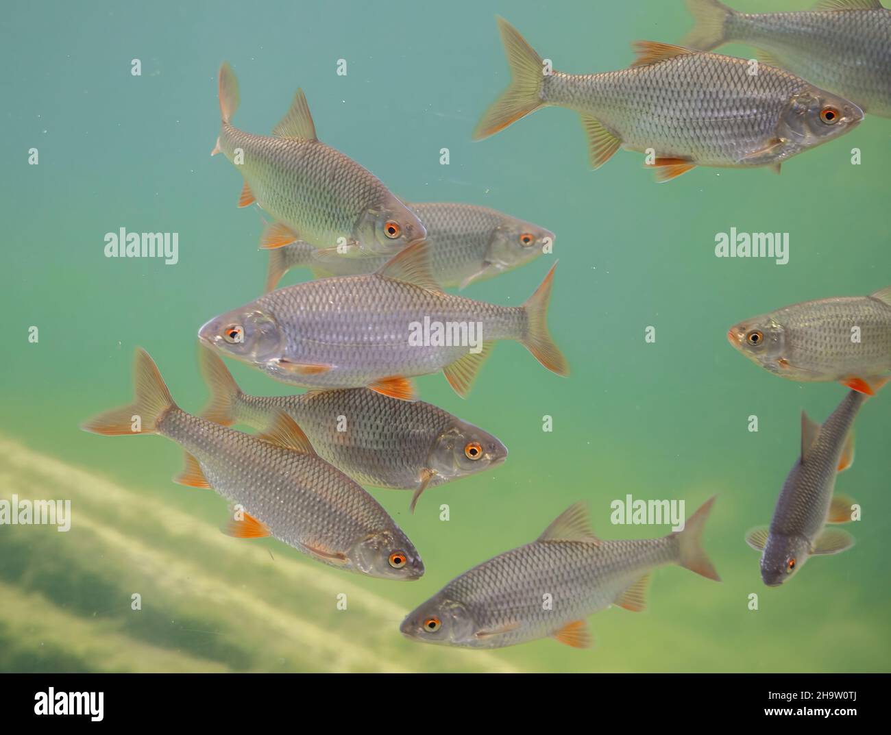 Roach fish swimming iin the clear water Stock Photo - Alamy