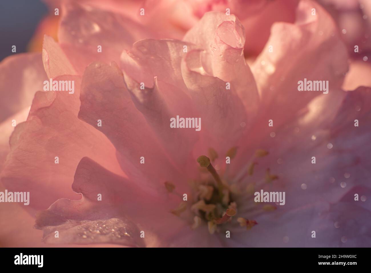 Spring time blooming abstract hi-res stock photography and images - Alamy