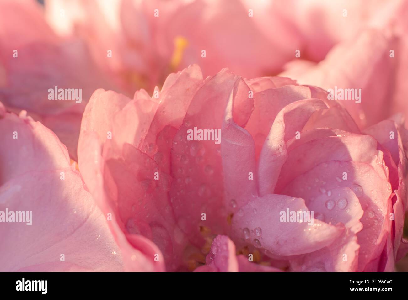 Nature abstract background. Sakura blossom Stock Photo - Alamy