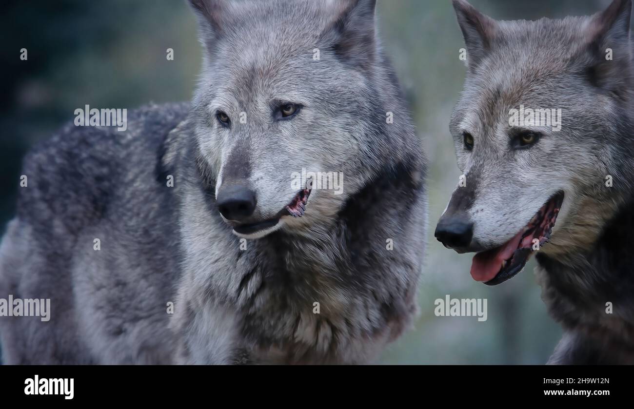 Gray wolf pair hi-res stock photography and images - Alamy