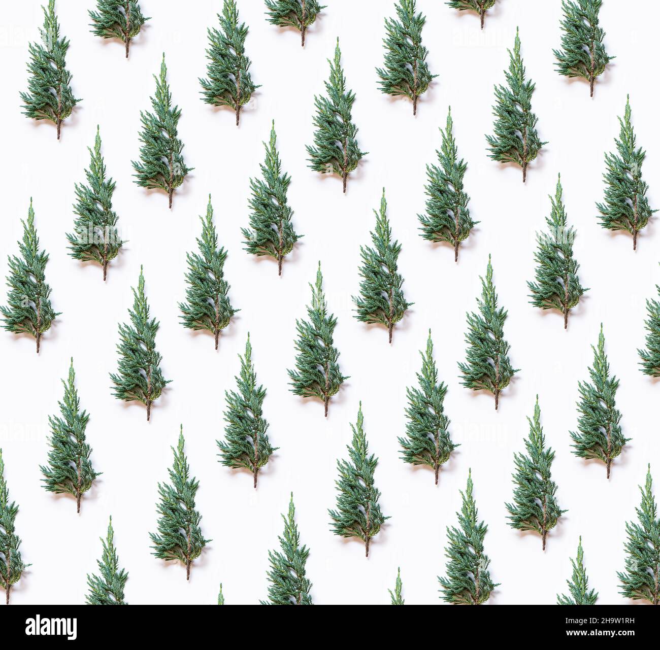 Green cypress pattern on white background Stock Photo - Alamy