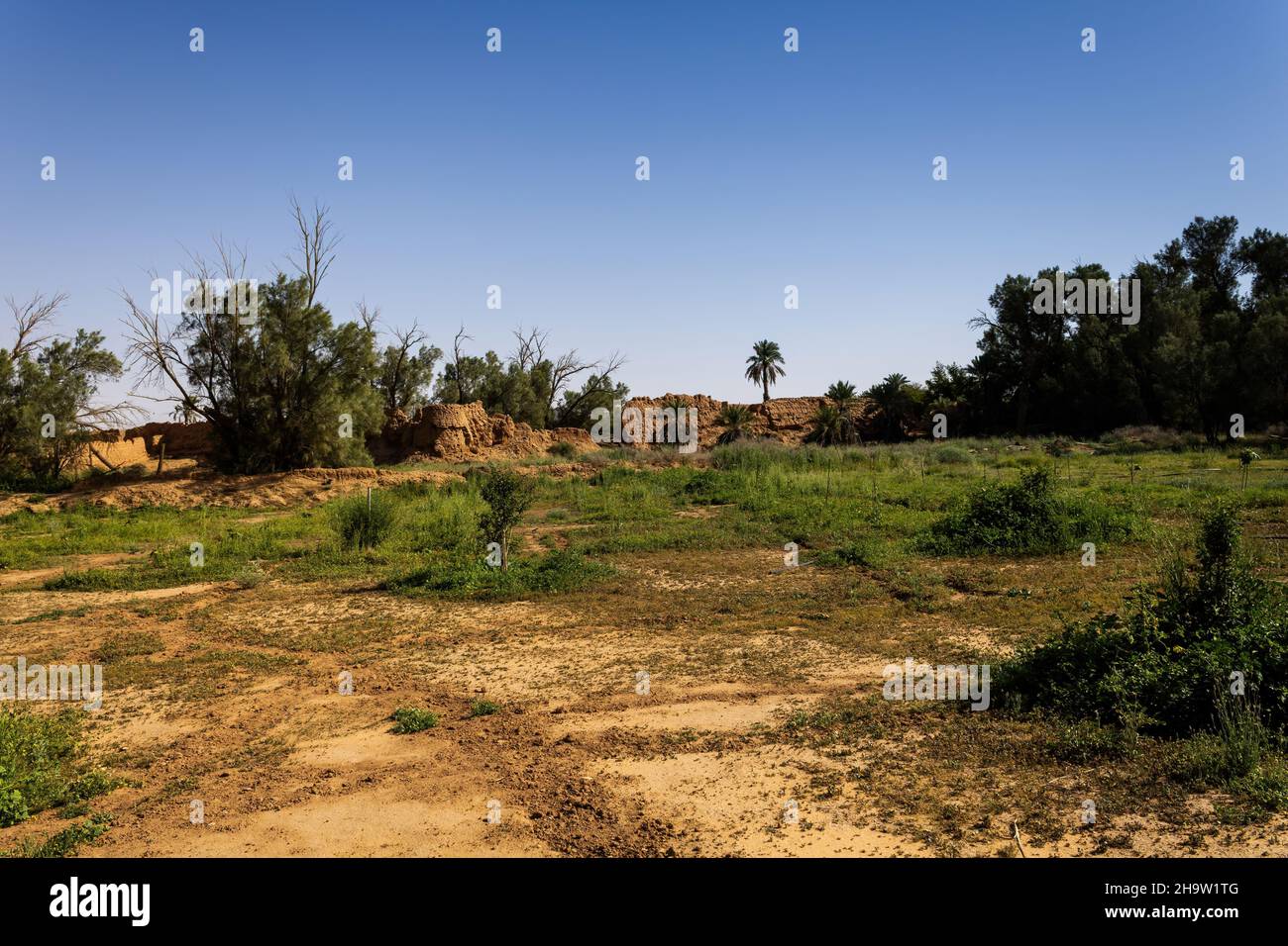 Saudi farm hi-res stock photography and images - Alamy