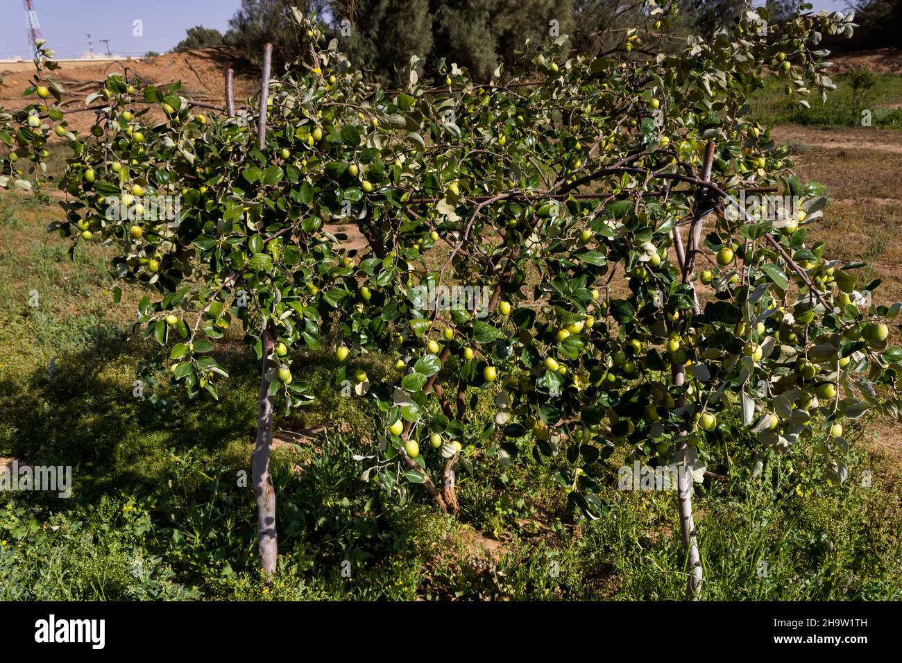 Tree fuits nature plant hi-res stock photography and images - Alamy