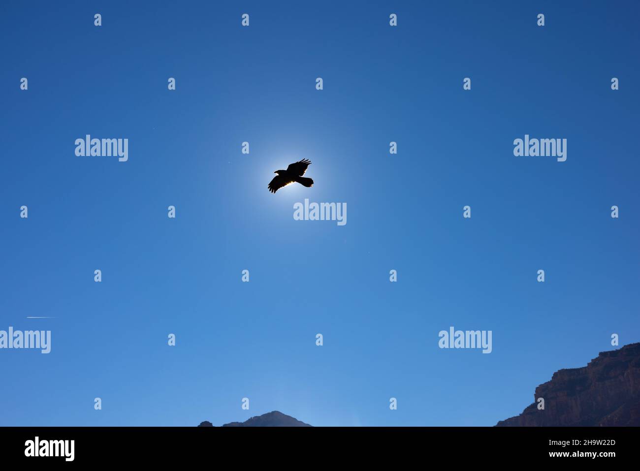 Silhouette of a hawk flying in the sky covering the sun Stock Photo - Alamy