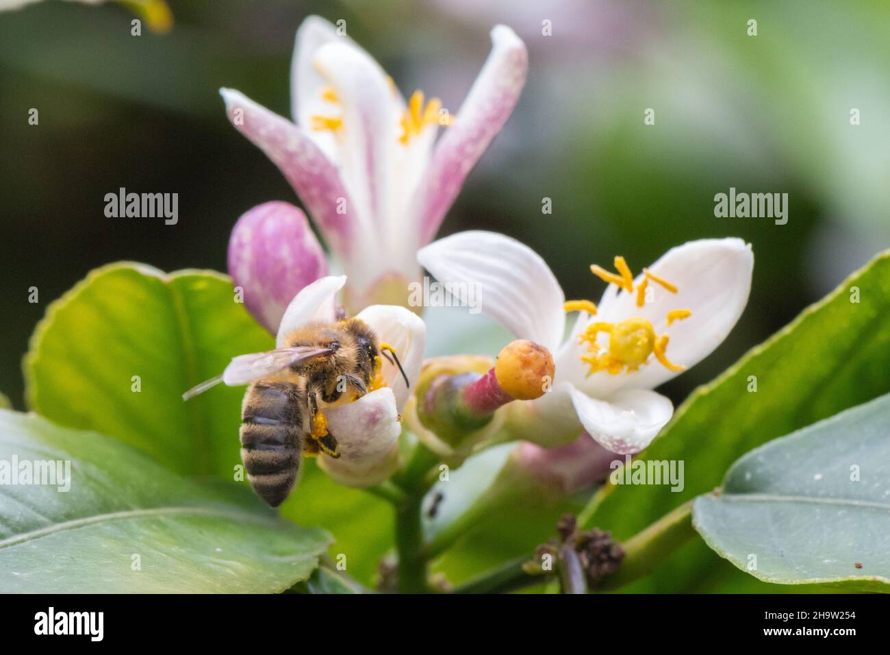 Macro Close-up of a Bee Collecting Pollen from a Lemon Tree flower ...