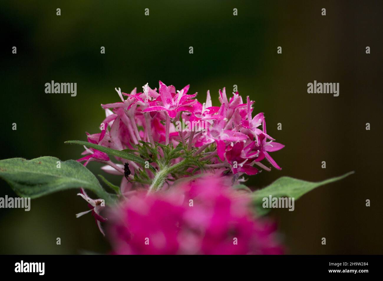 Closeup of Clerodendrum bungei, known as rose glory bower, glory flower ...