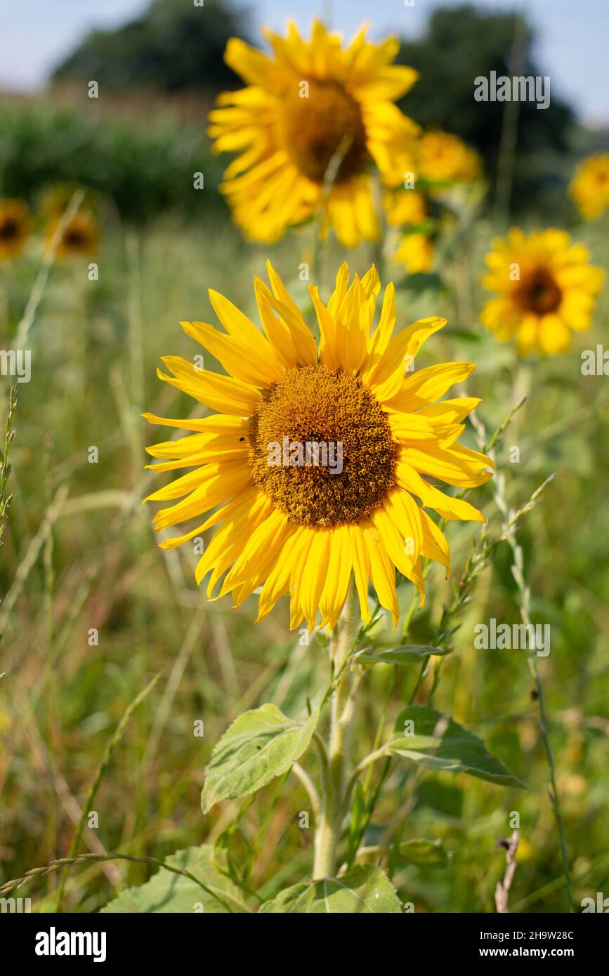 Happy family with beautiful sunflowers hi-res stock photography and ...