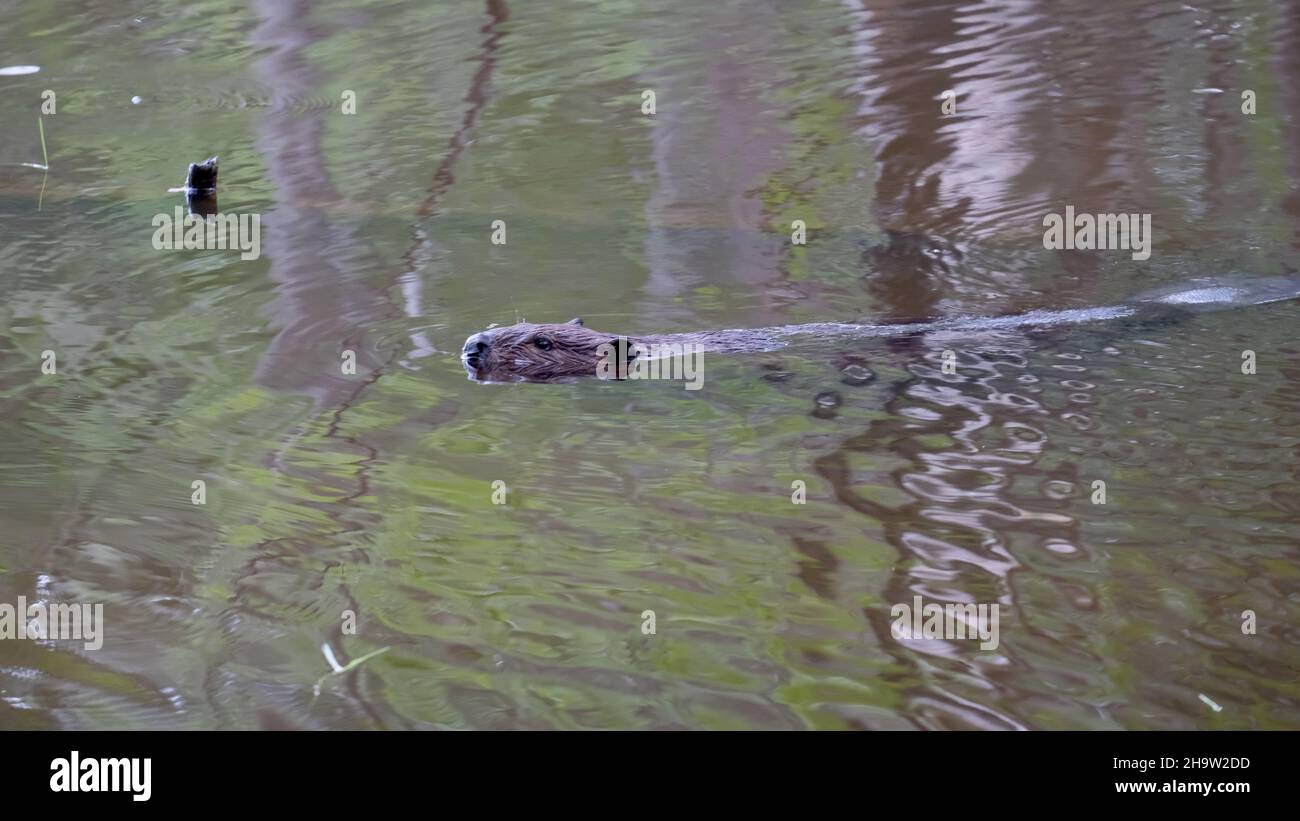 Swimming beaver underwater hi-res stock photography and images - Alamy