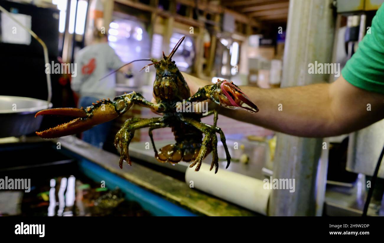 Young lobster underwater hi-res stock photography and images - Alamy
