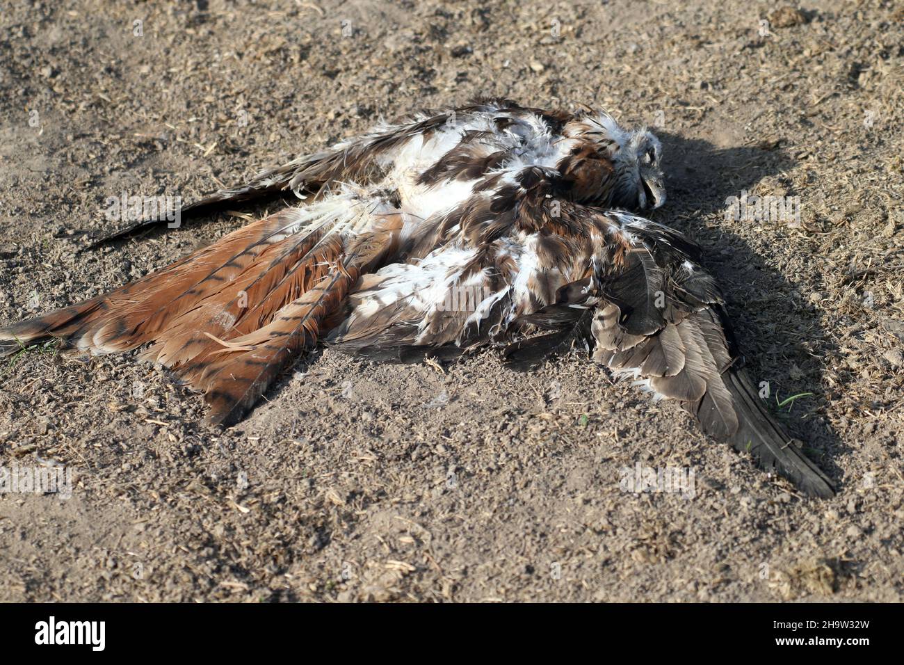 Dead hawk on ground hi-res stock photography and images - Alamy