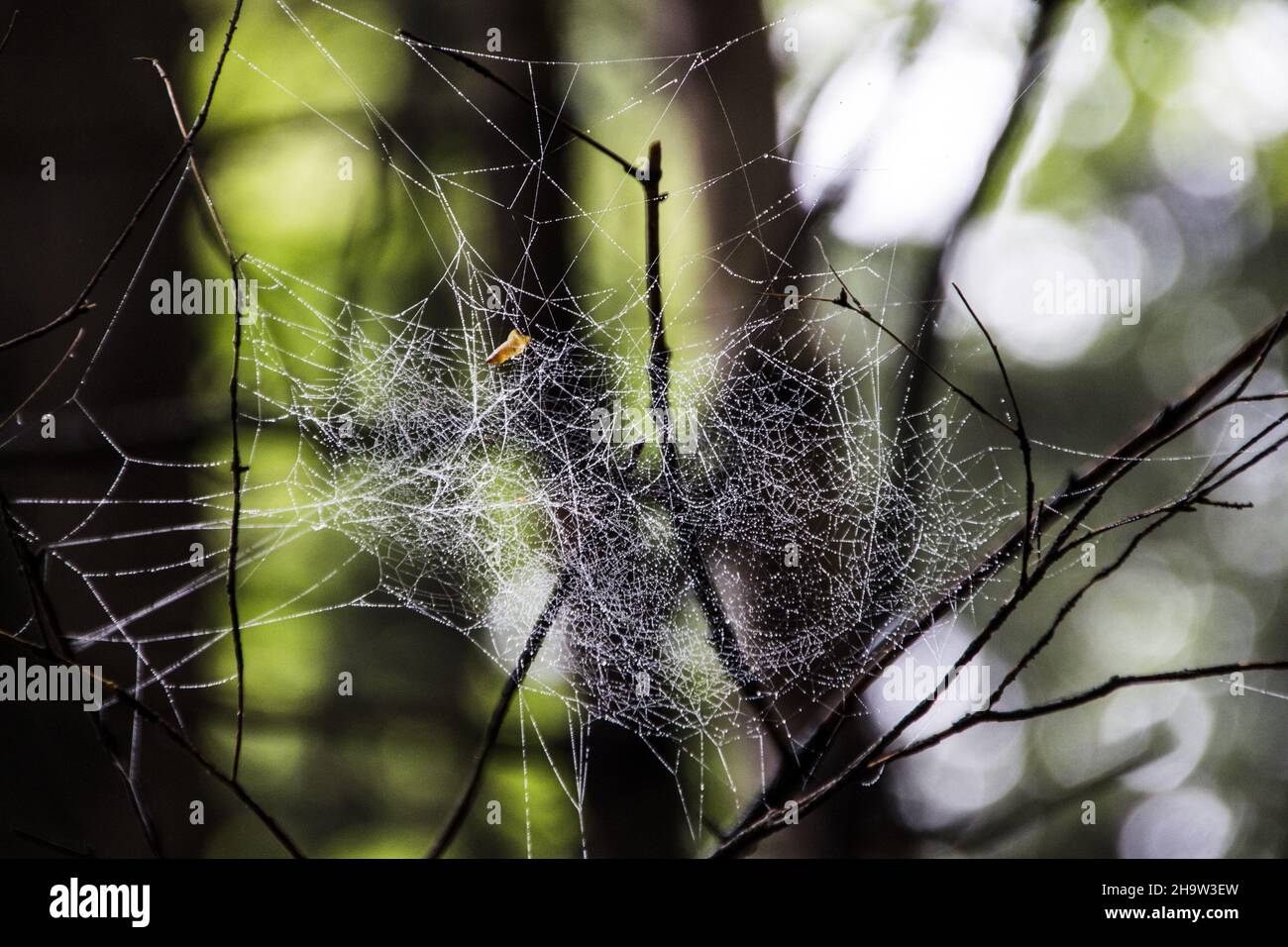 Spider net with water droplets on tree twigs in the forest against a ...