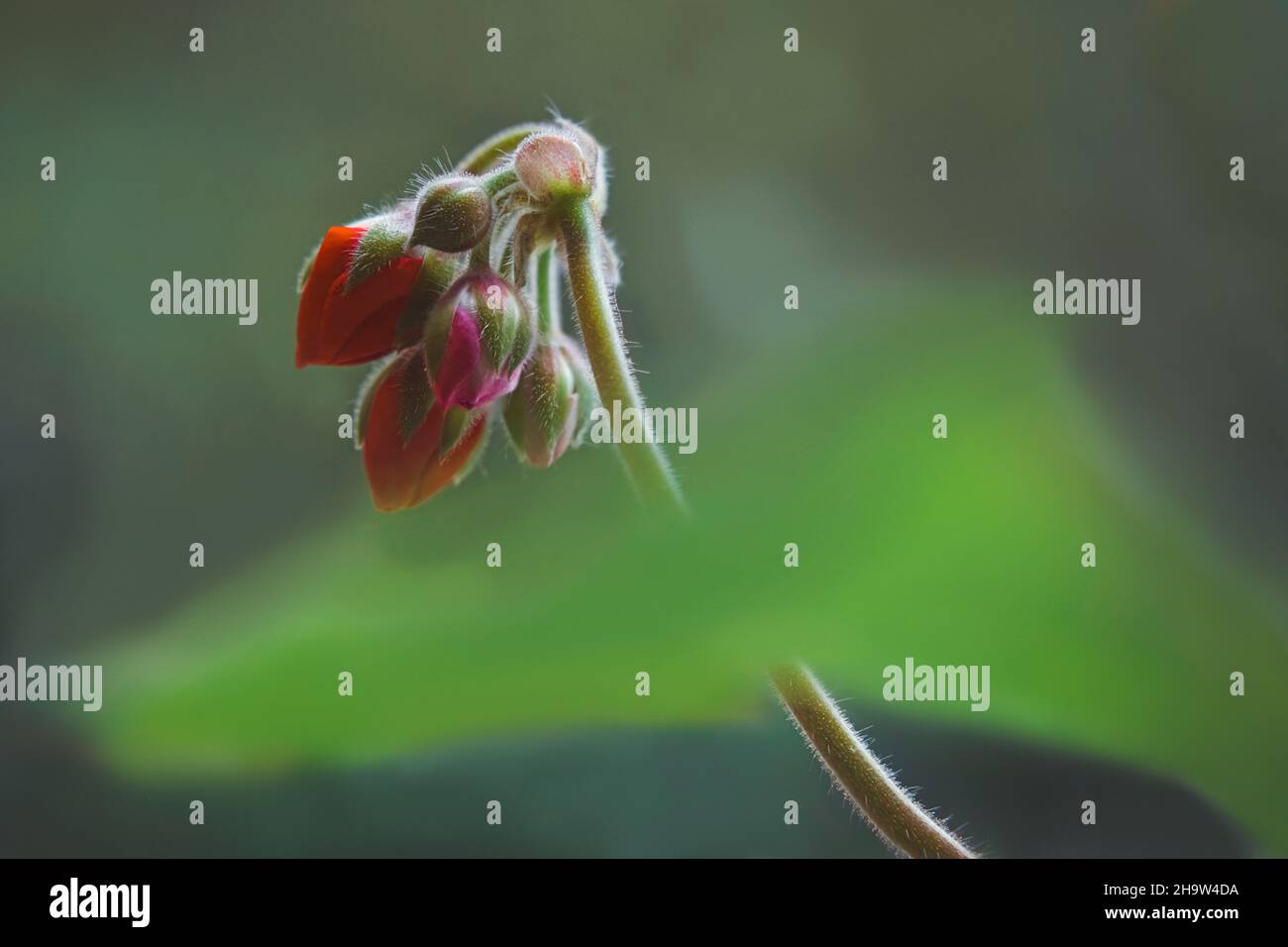 Buds of red geranium close-up Stock Photo - Alamy