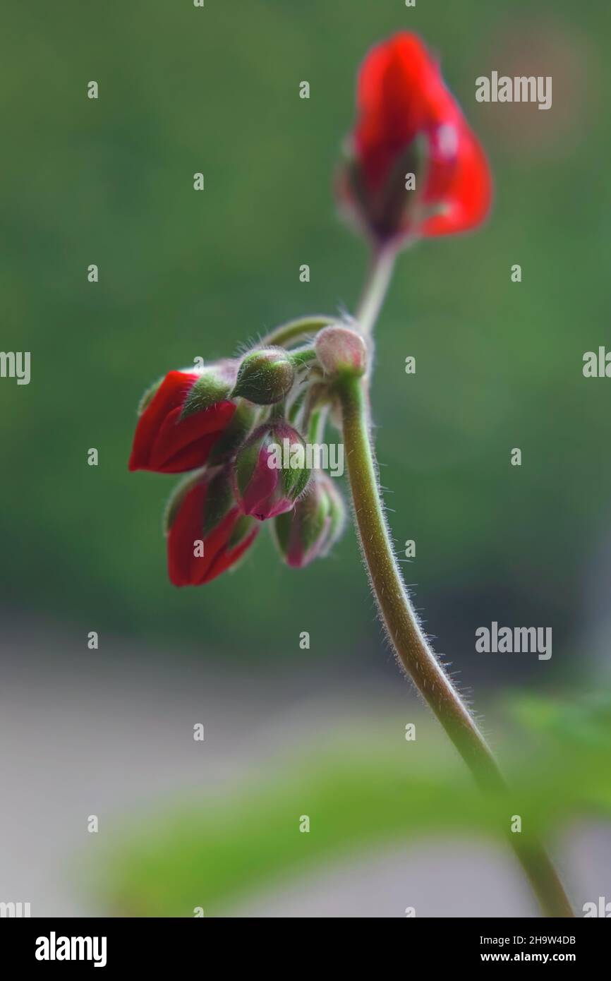 Cluster of red geranium buds Stock Photo - Alamy