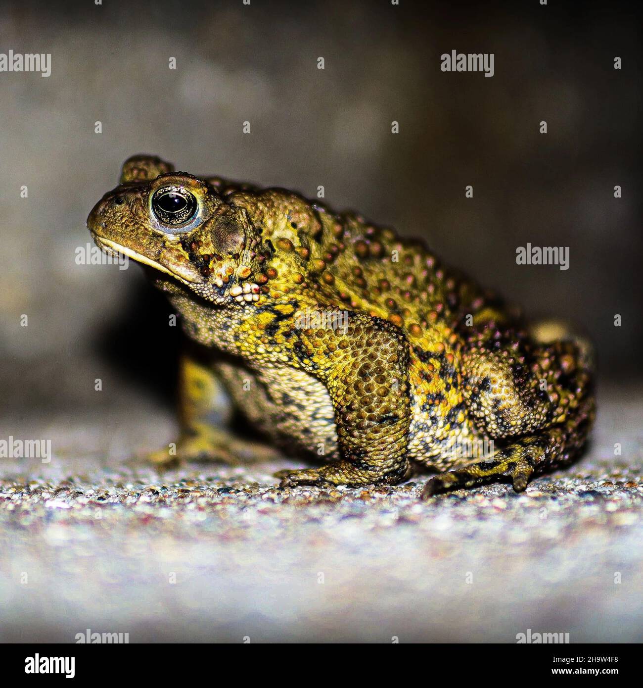 Amphibious creature hi-res stock photography and images - Alamy