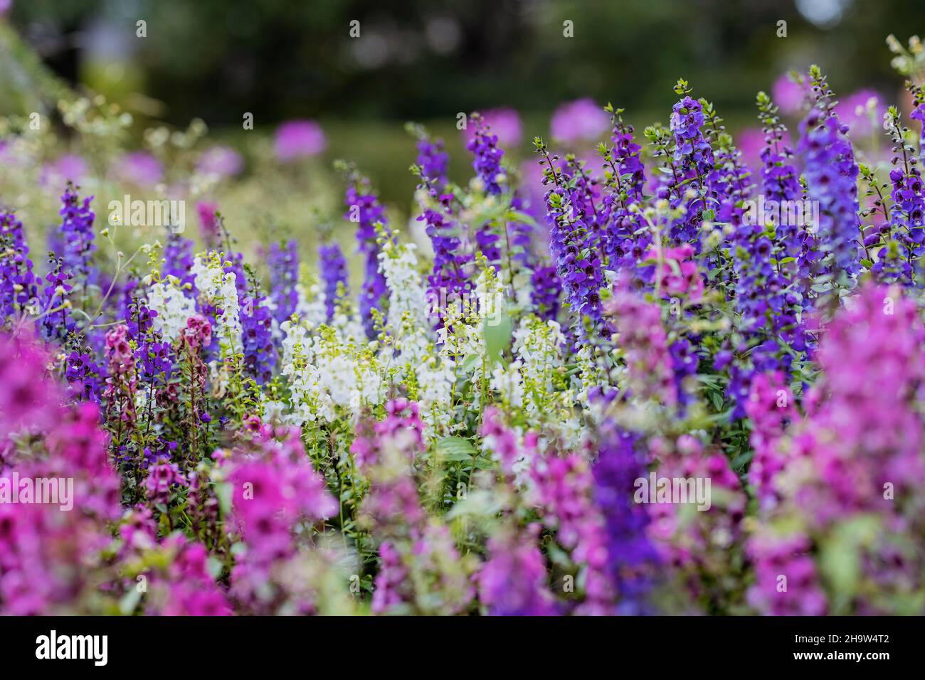 Meadow with blooming pink purple Larkspur flowers Stock Photo - Alamy