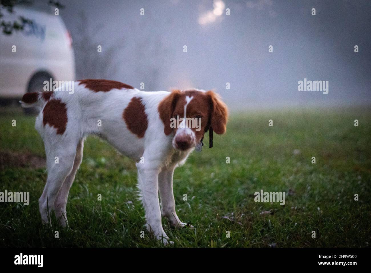 Brittany spaniels hi-res stock photography and images - Alamy