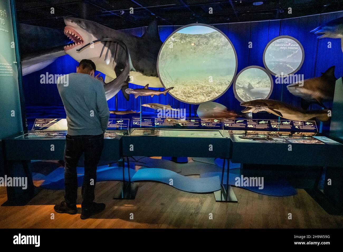 New York, USA. 08th Dec, 2021. The new Shark exhibit brings visitors ...