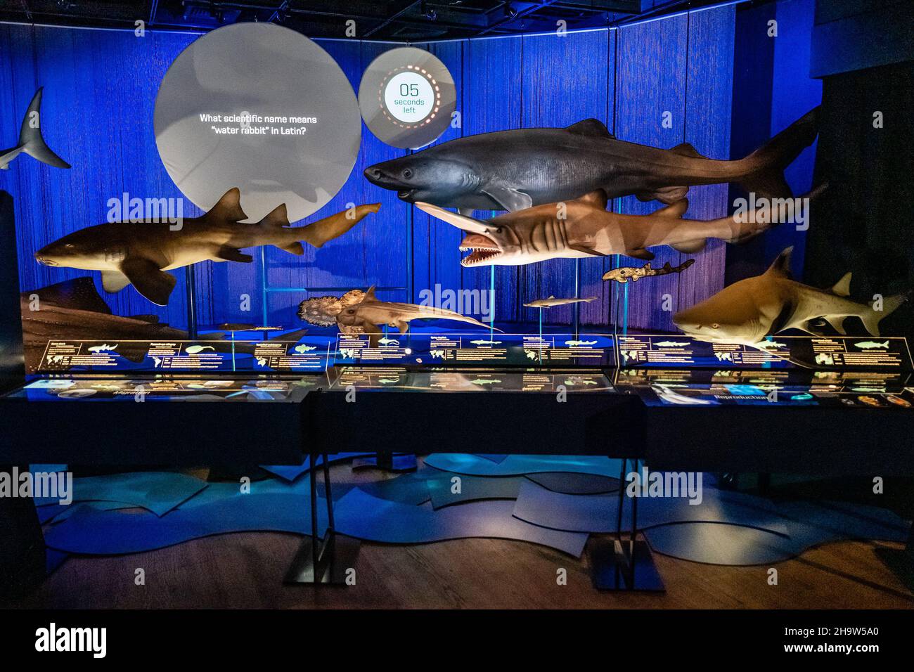 New York, USA. 08th Dec, 2021. The new Shark exhibit brings visitors ...