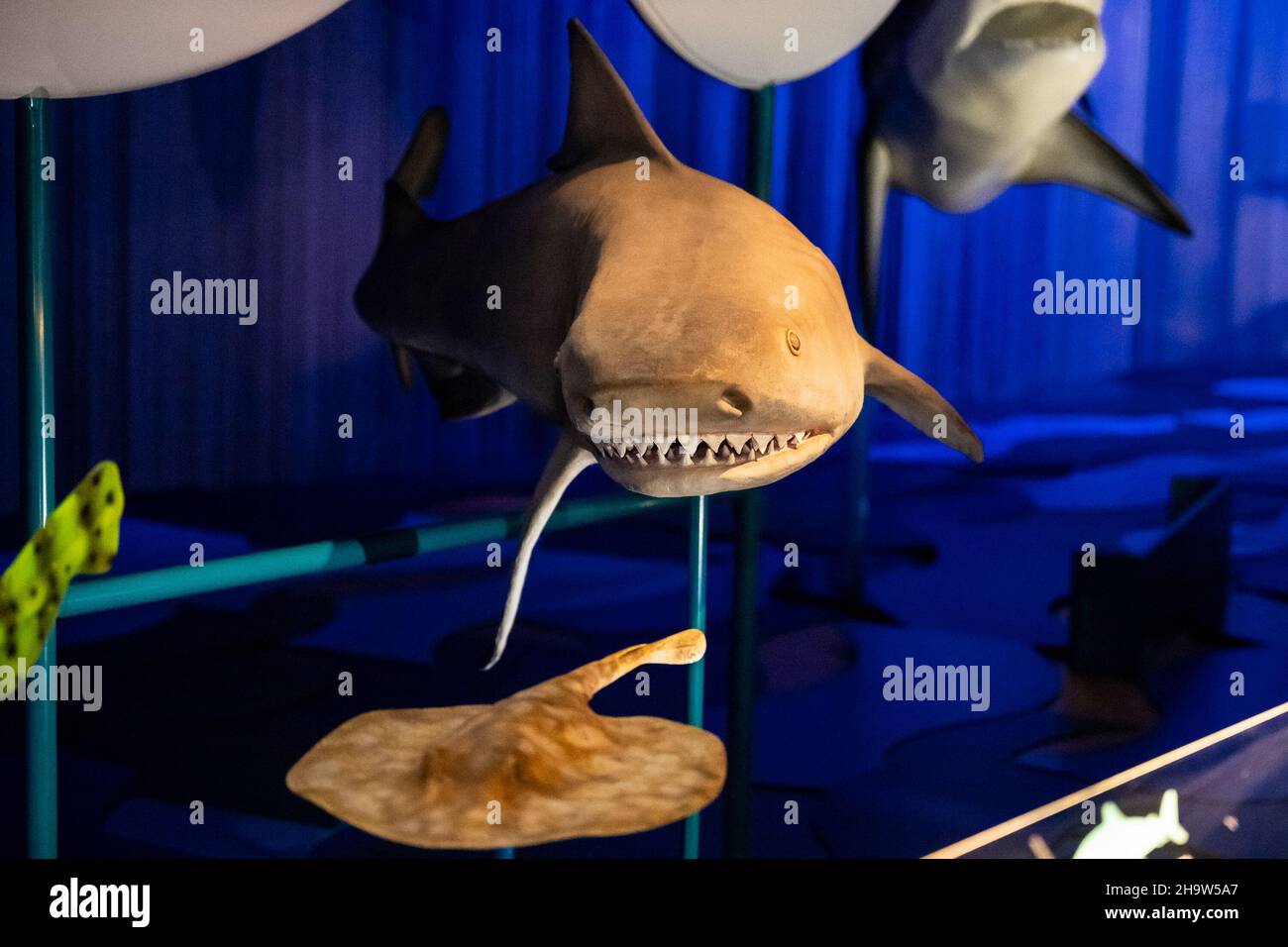 New York, USA. 08th Dec, 2021. The new Shark exhibit brings visitors ...