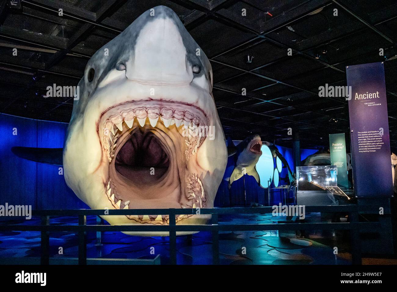 Megalodon hi-res stock photography and images - Alamy