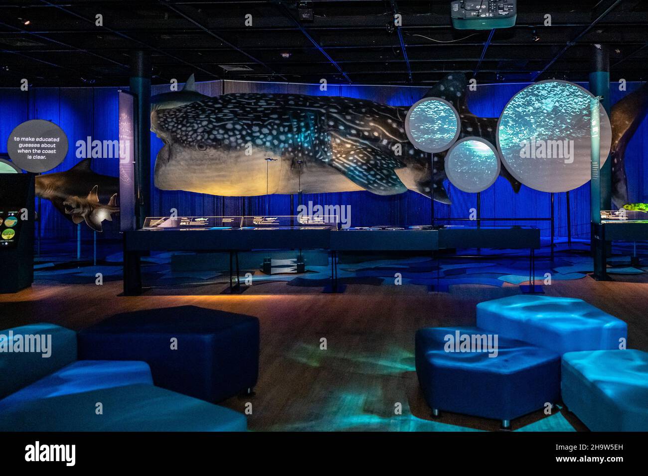 New York, USA. 08th Dec, 2021. The new Shark exhibit brings visitors ...