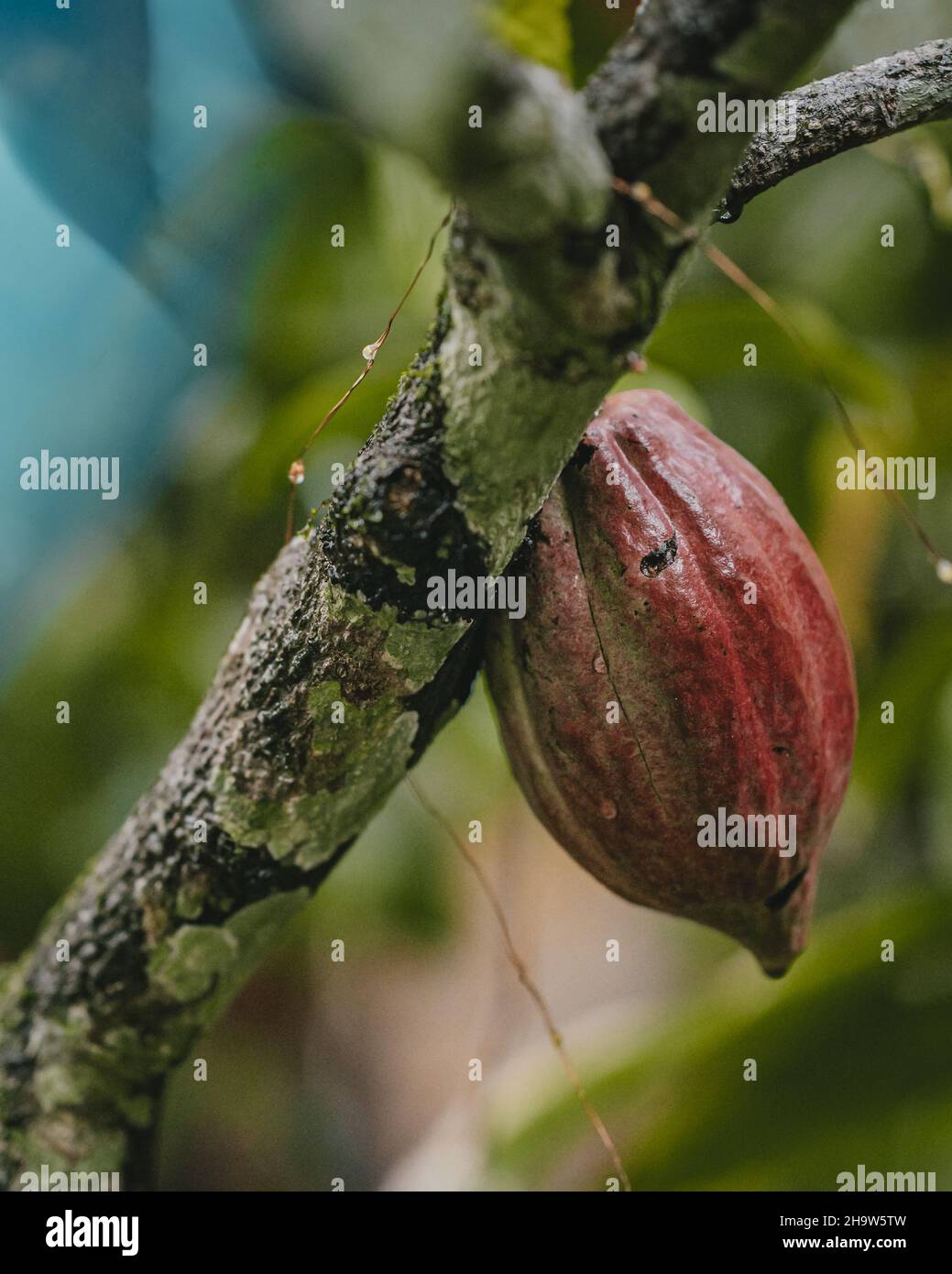 Costa rica cacao chocolate hi-res stock photography and images - Alamy