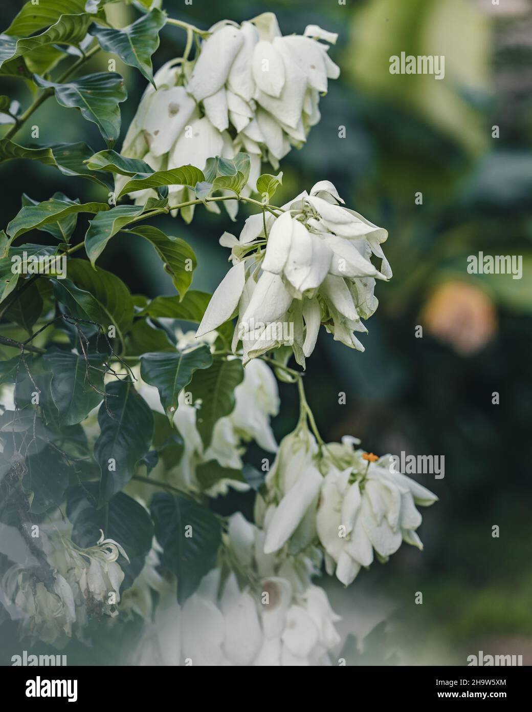 White mussaenda hi-res stock photography and images - Alamy