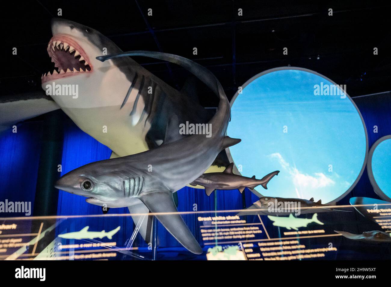 The new Shark exhibit brings visitors face to face with a vast ...