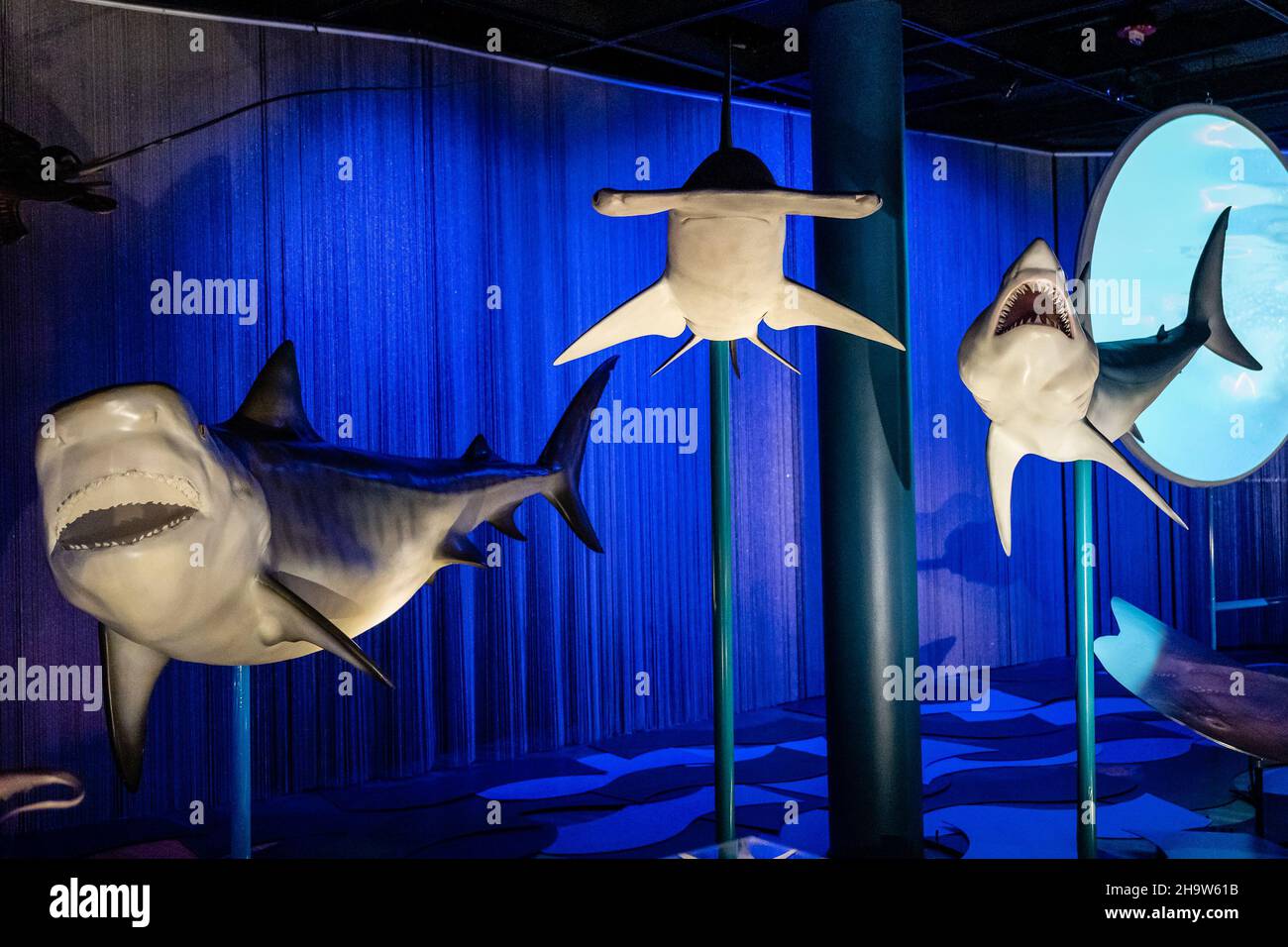 The new Shark exhibit brings visitors face to face with a vast ...
