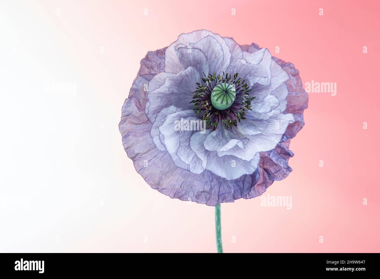 Amazing Grey poppy Stock Photo - Alamy