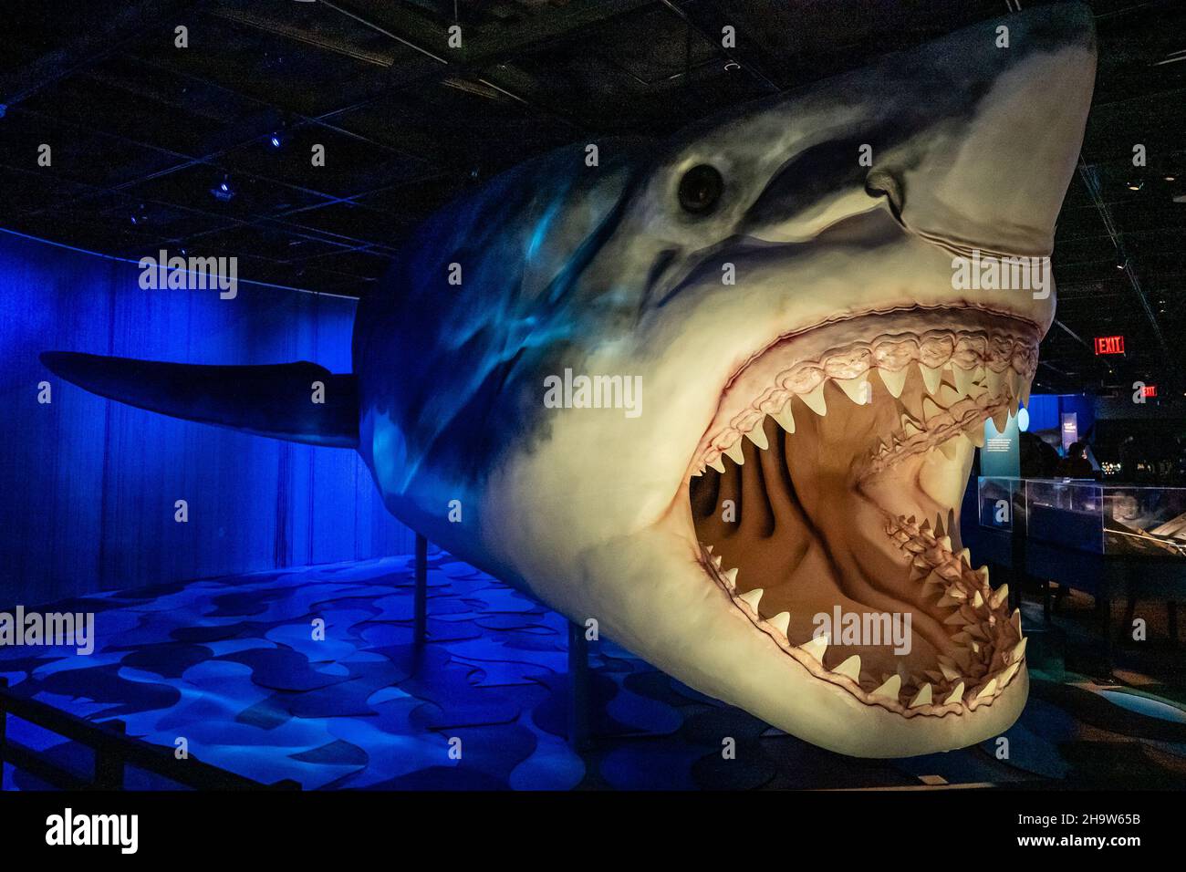 The pre-historic Megalodon is part of the new Shark exhibit at the ...