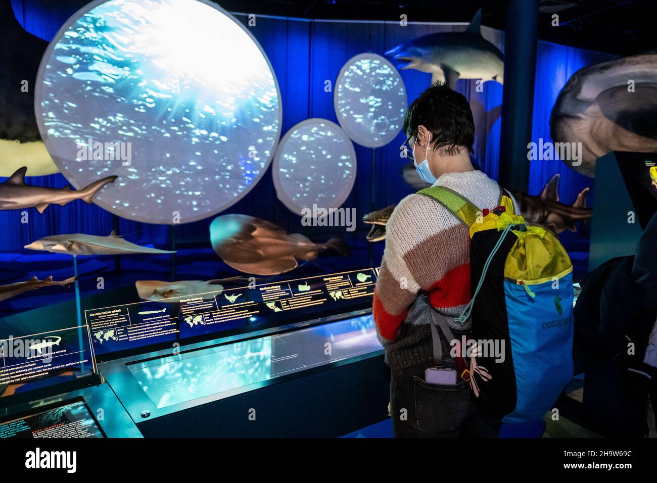 The new Shark exhibit brings visitors face to face with a vast ...